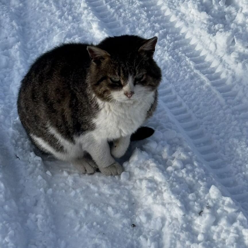 Взрослый кот в добрые руки