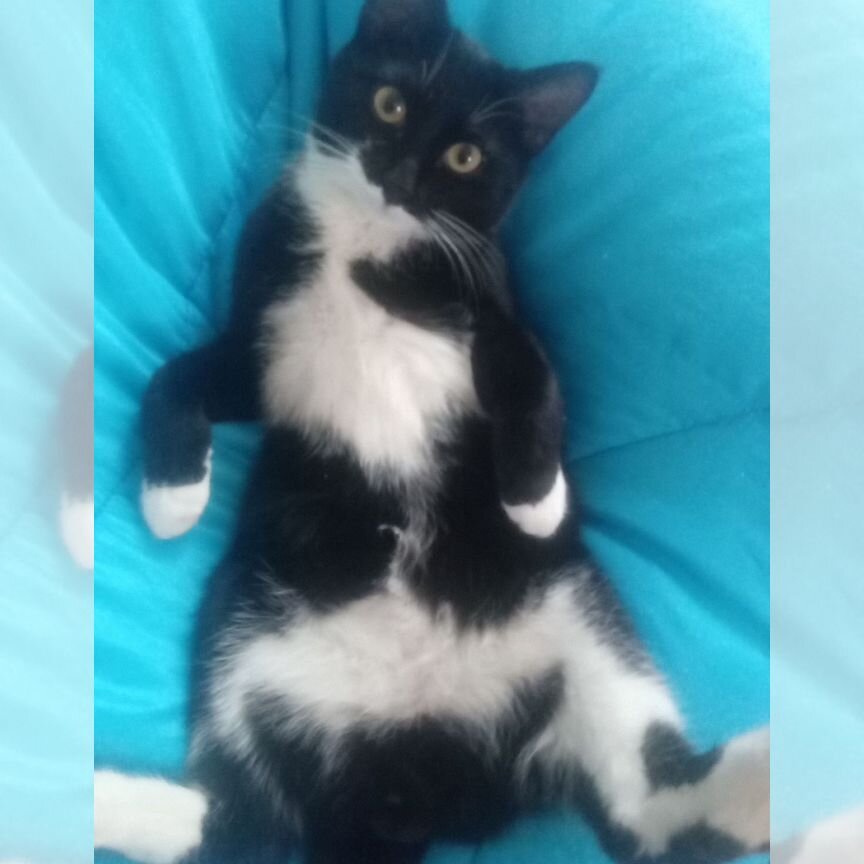 Сибирский котёнок