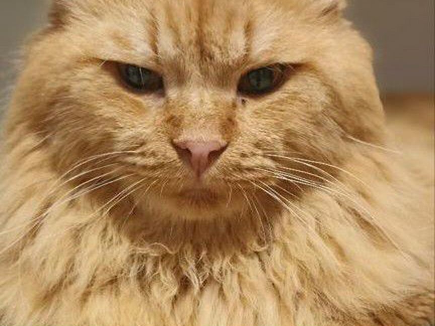 Большой котик с большой душой ищет дом
