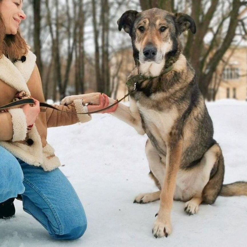 Крупная собака в добрые руки