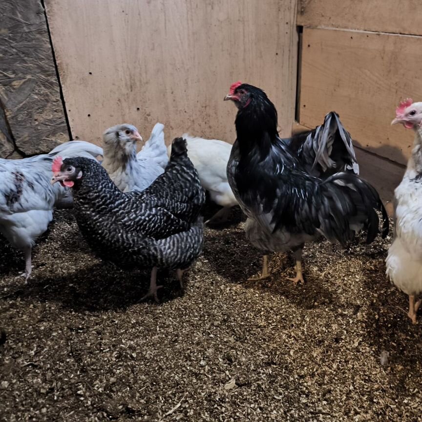 Петух амераукана 6 месяцев