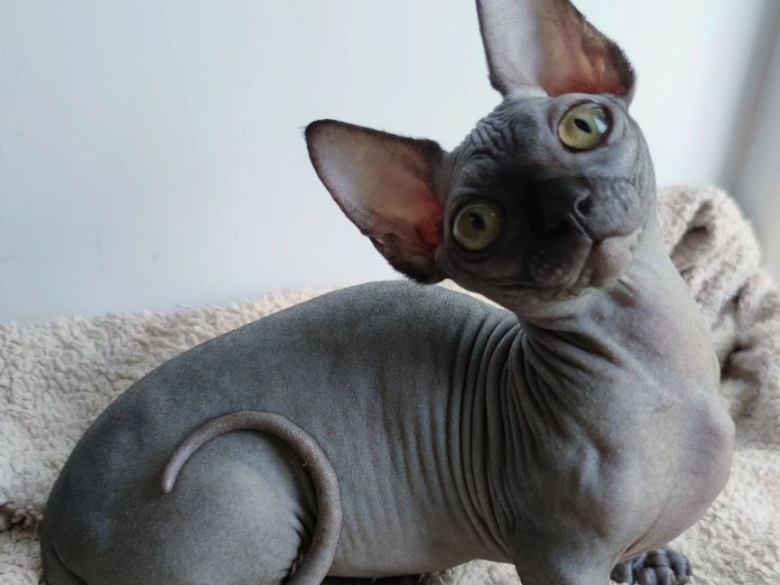 Канадский сфинкс бамбино