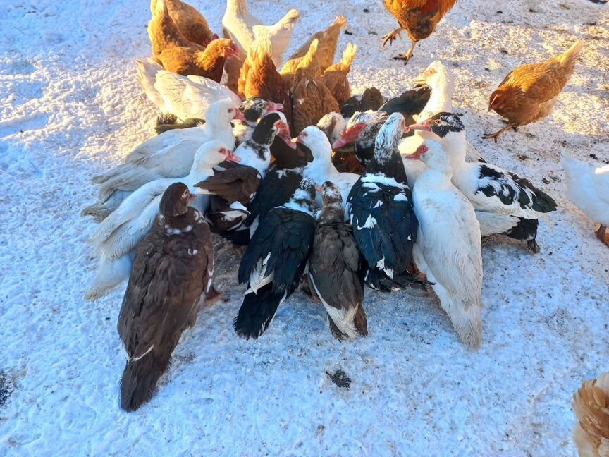 Продам индоуток