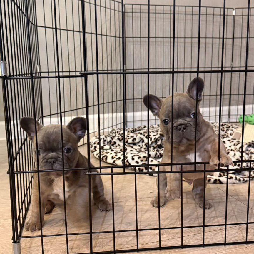 Французский бульдог, щенок