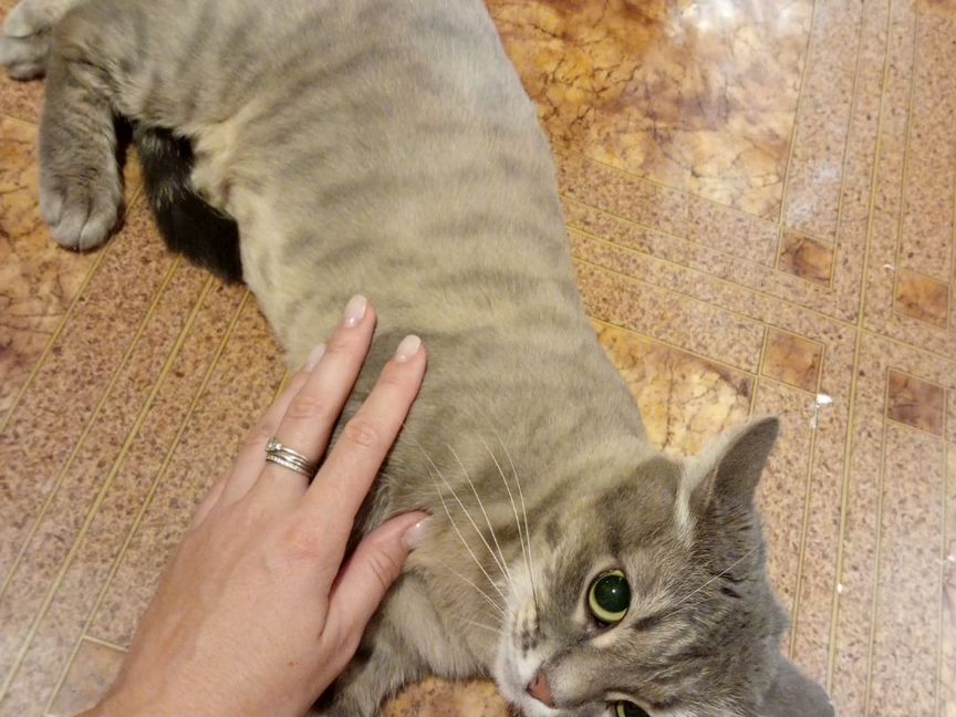 Кошка
