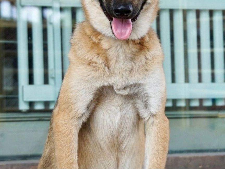 Собака в добрые руки