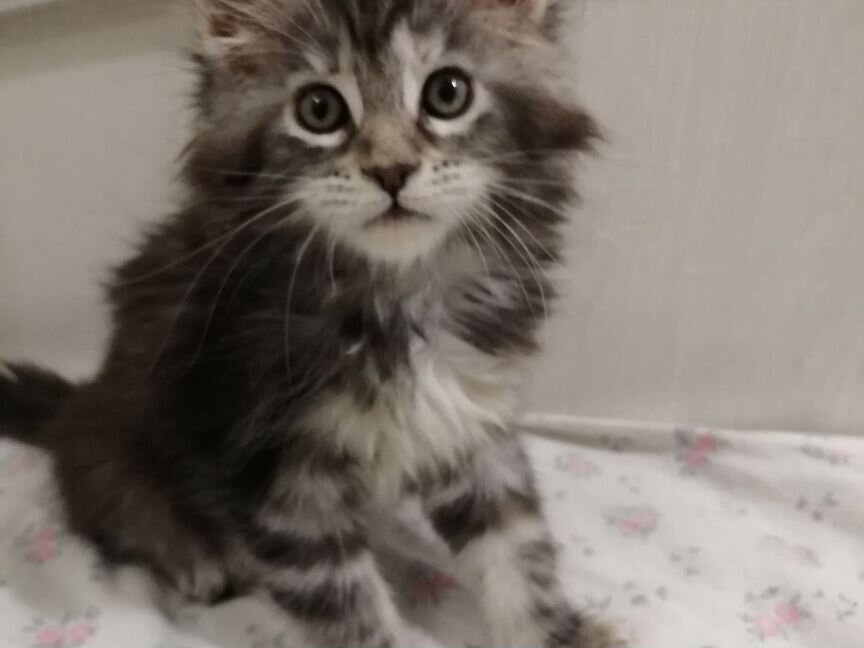 Котята мейн-кун кошечки