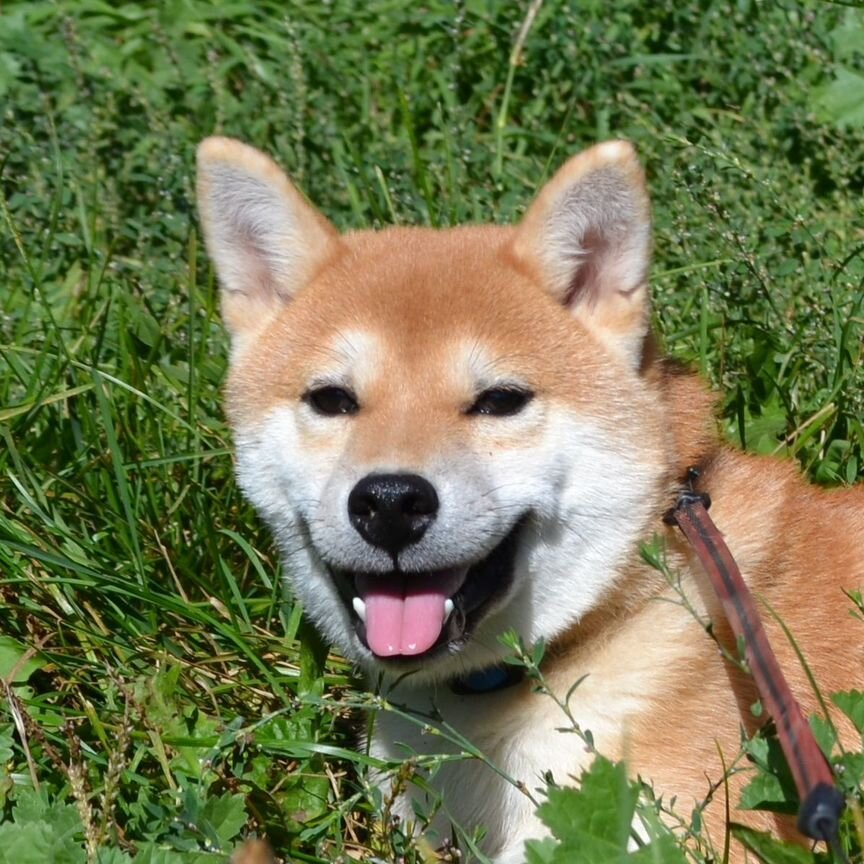 Мальчик сиба ину
