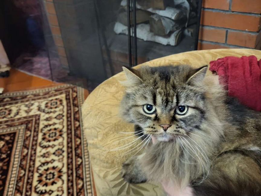 Сибирский котик