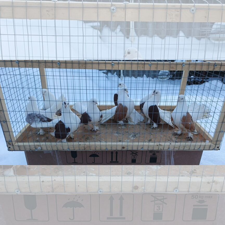 Продажа голубей