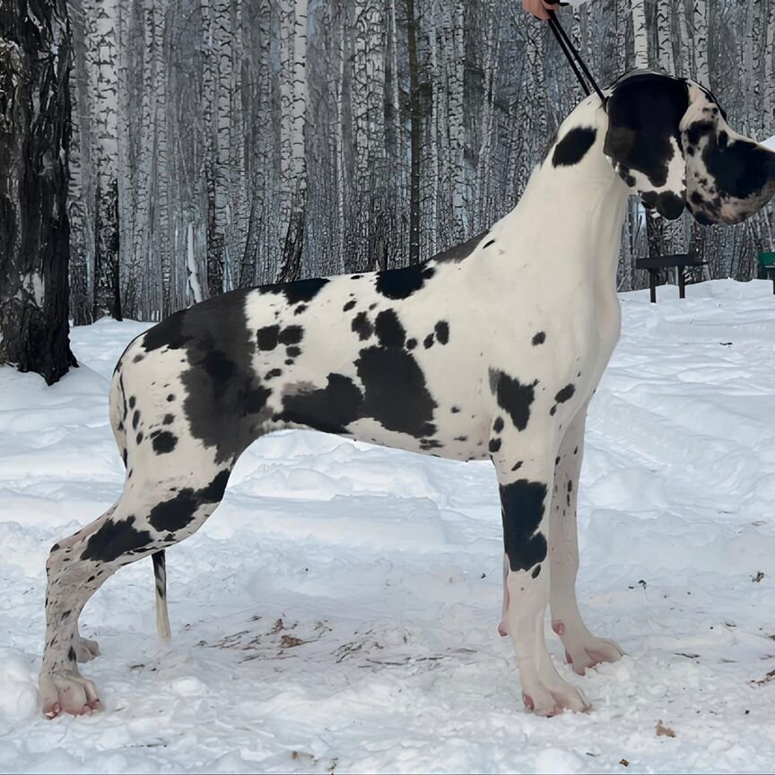 Немецкий дог