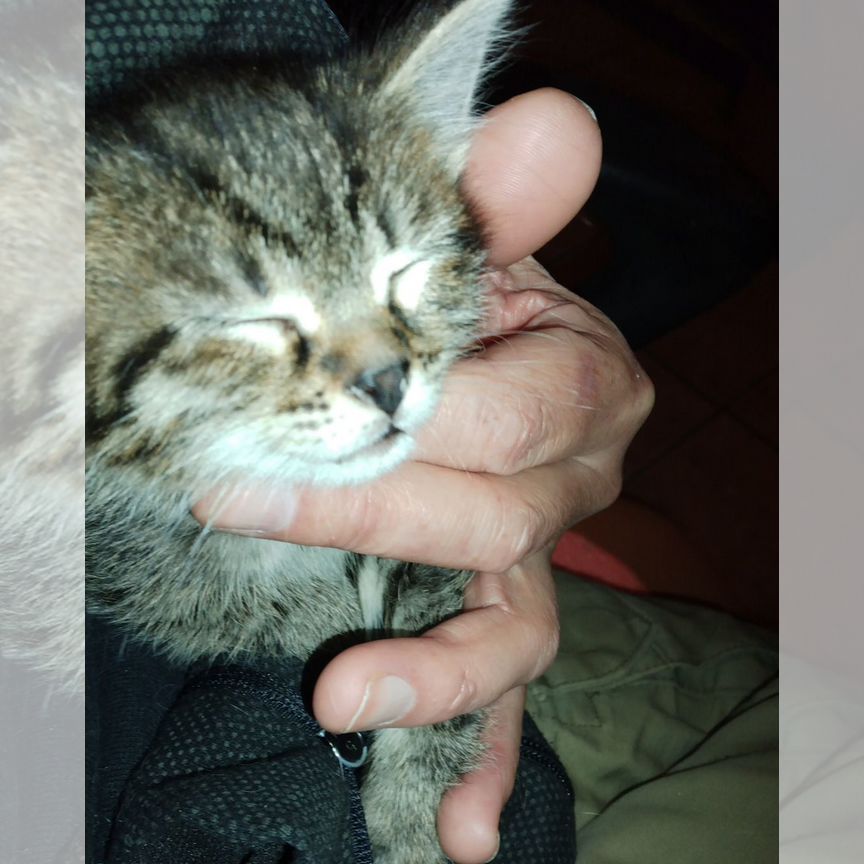 Котёнок в добрые руки