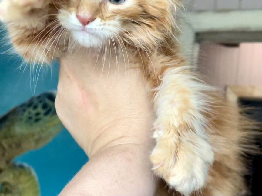 Котята мейн-кун