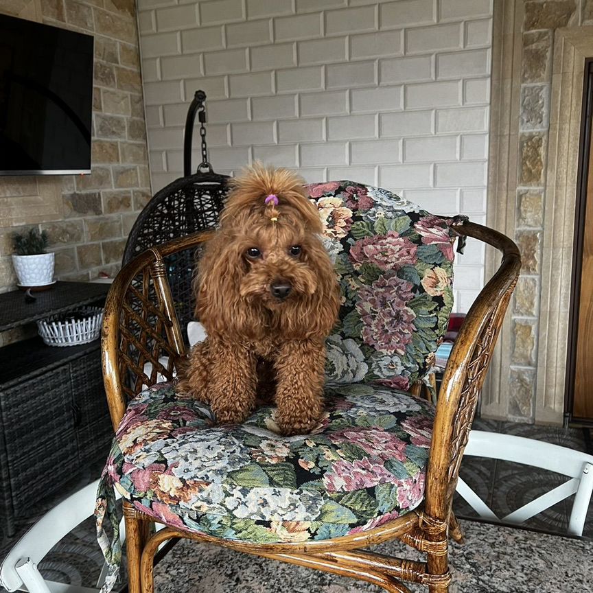 Шикарный Парень