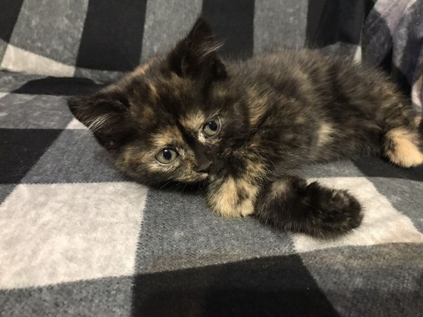 Кошка