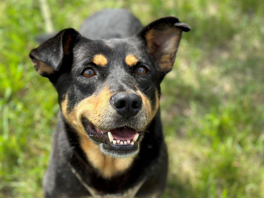 Самый добрый пёсик на свете грустит в приюте
