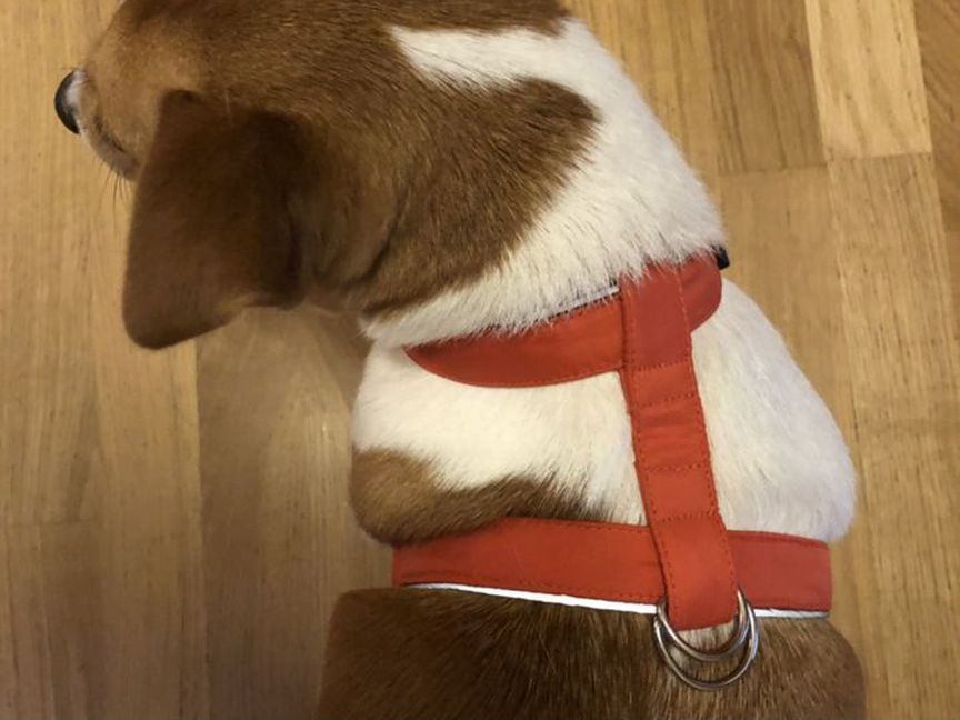 Шлейка, поводок-удавка, ринговка