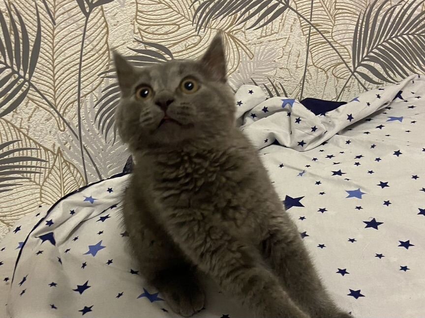 Британская короткошерстная