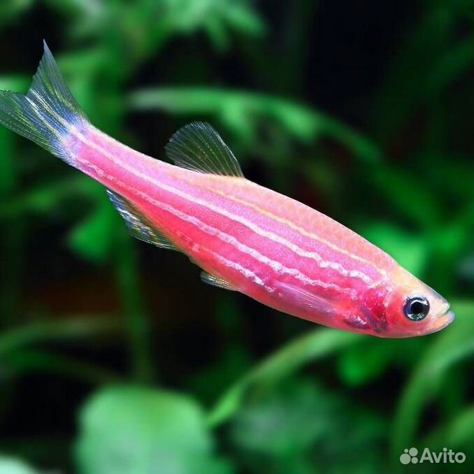 Данио Рерио Розовый модифицированный (арт. 2024)