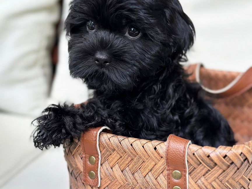 Мальтипу девочка