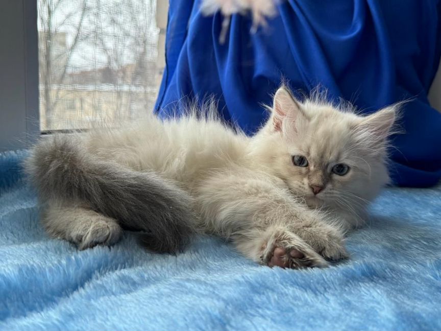 Невский котёнок 2 мес