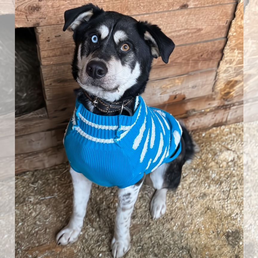 Взрослый пёс в добрые руки