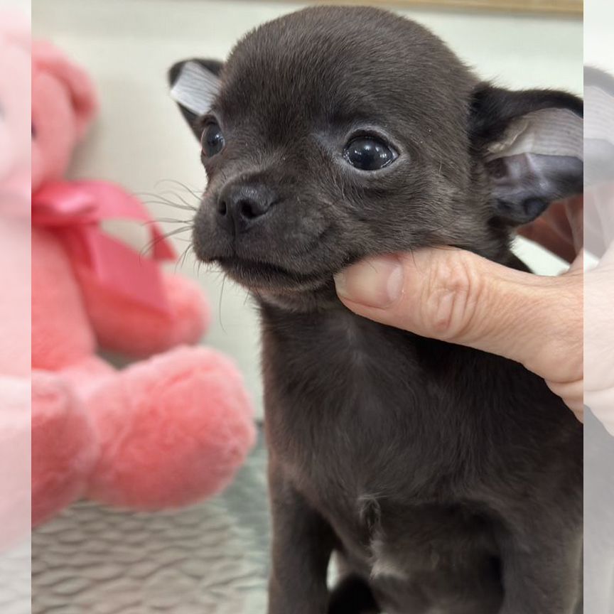 Чихуахуа девочка куколка