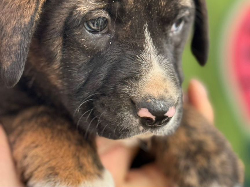 Собака в добрые руки щенок