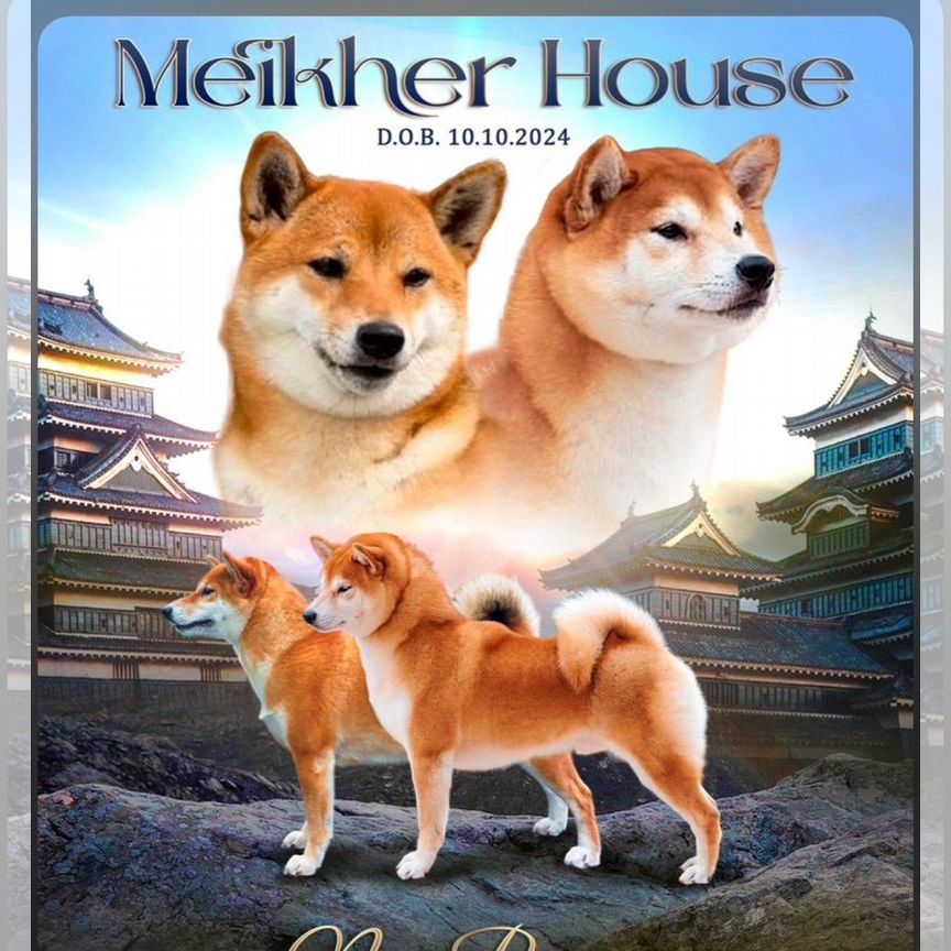 Девочка сиба-ину (шиба)