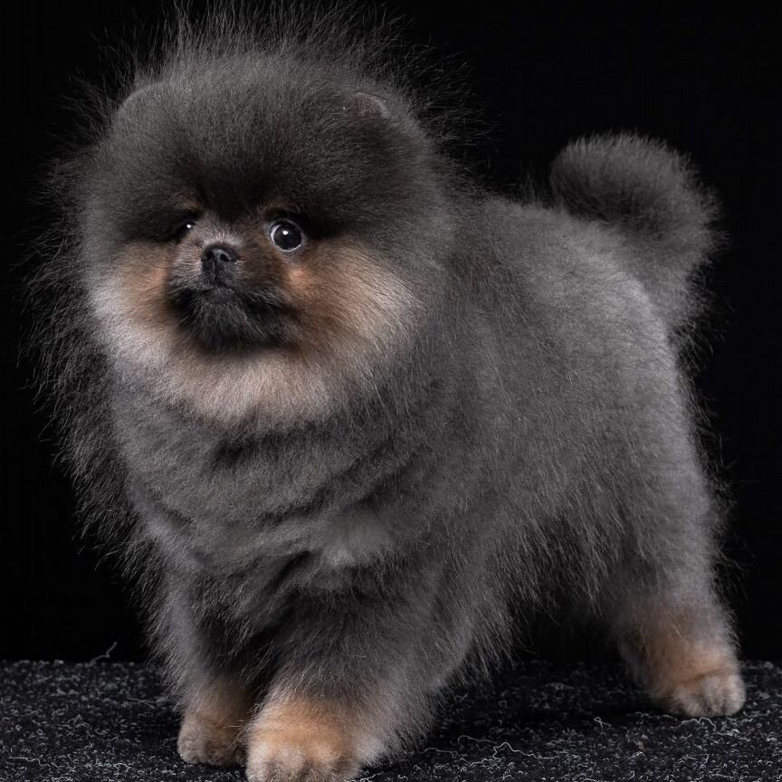 Померанский шпиц девочка голубая с подпалом