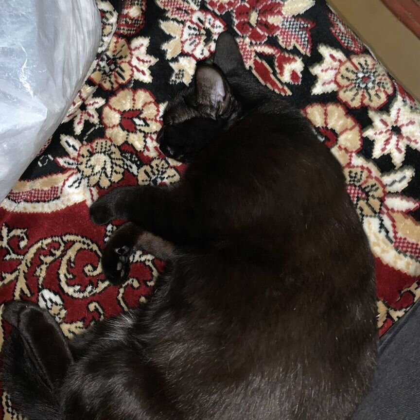 Тамарас кэт