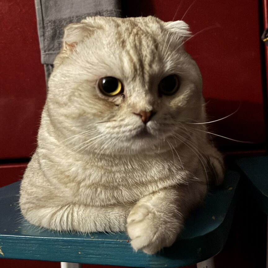 Шотландский вислоухий короткошёрстный кот, вязка