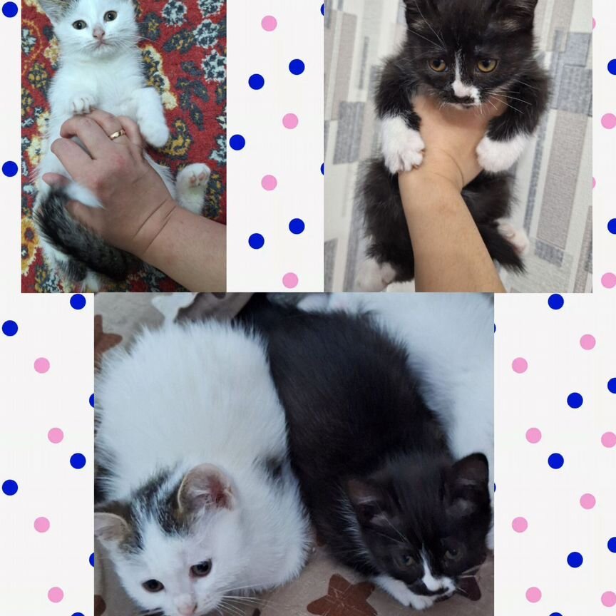 Котята-девочки в добрые руки