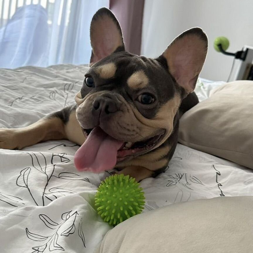 Французский бульдог