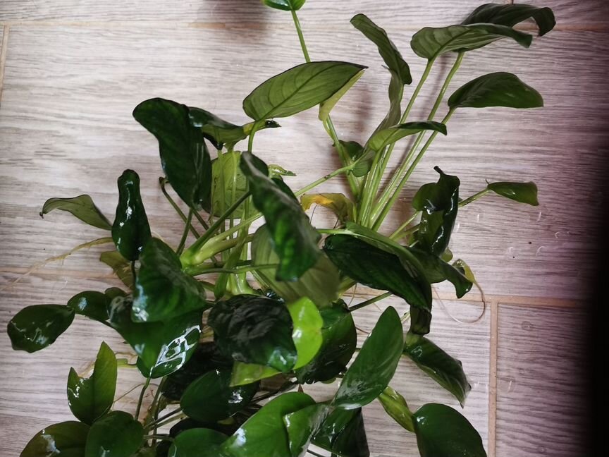 Аквариумное растениеАнубиас Бартера