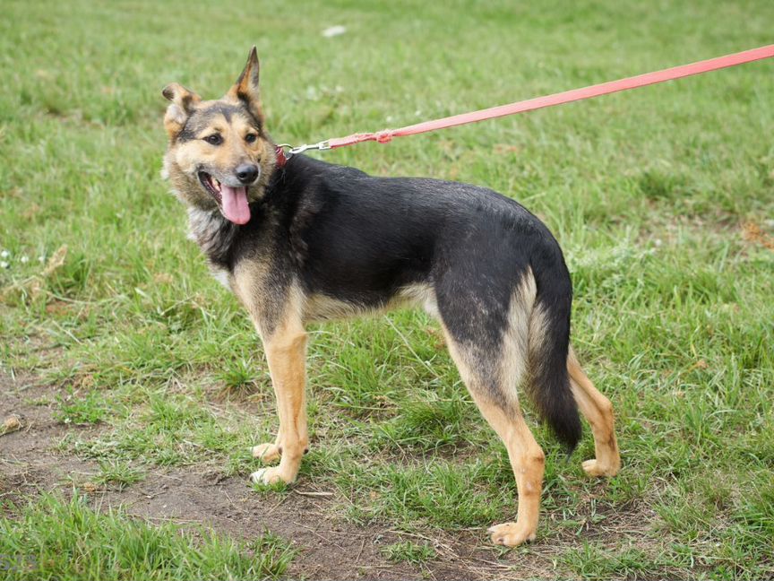 Красавец Стар, молодой пес из приюта