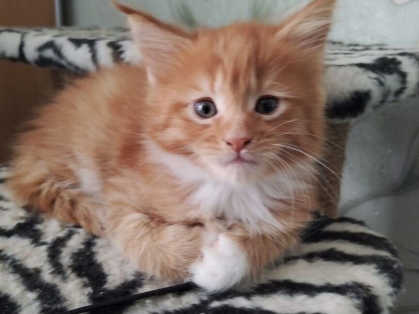 Котята мейн-кун