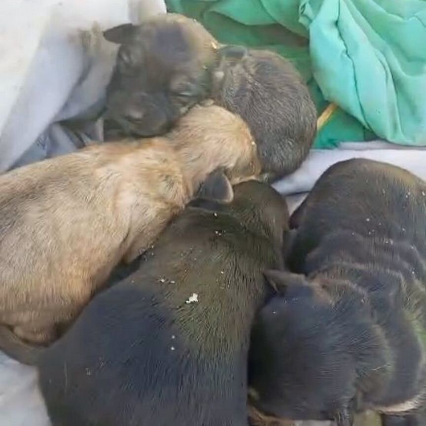 Щенки 1 месяц