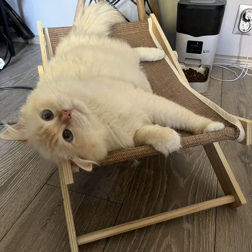 Кошачий шезлонг