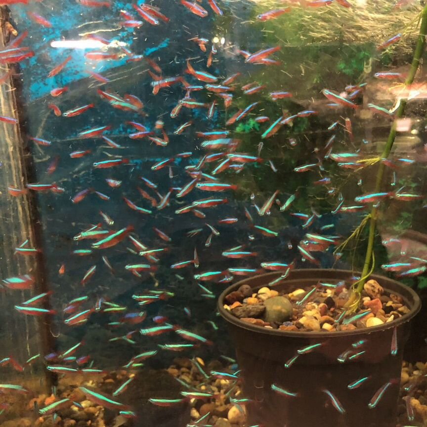 Неон красный