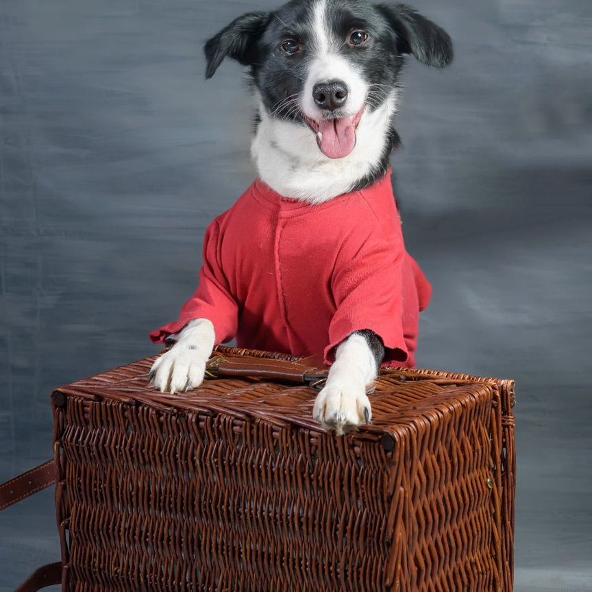 Собака в добрые руки