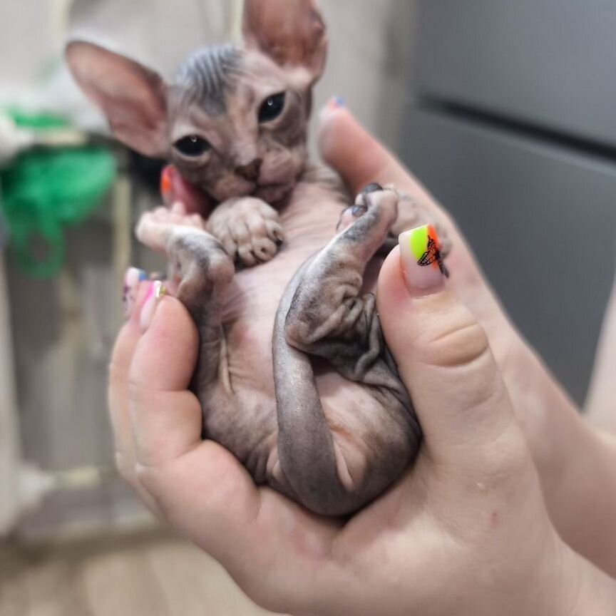 Донской сфинкс котята