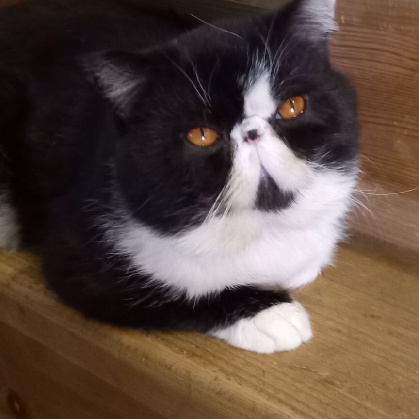 Отдам кота Экзота