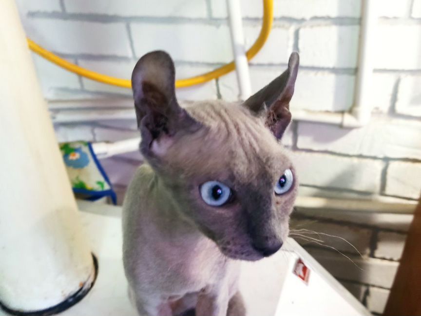 Кошечка эльф