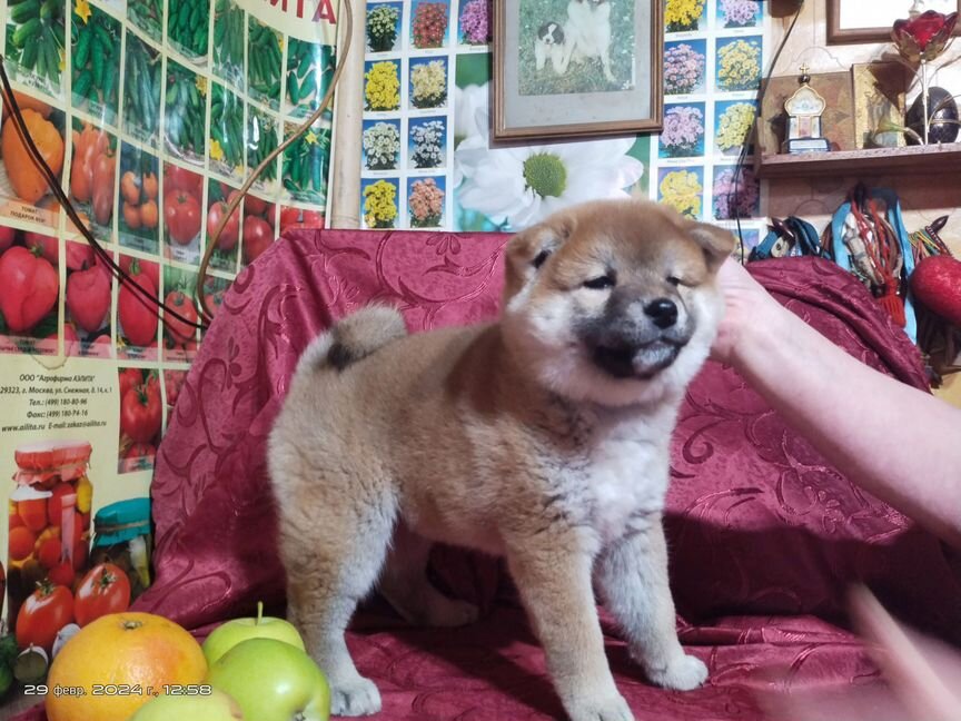Сиба ину щенок