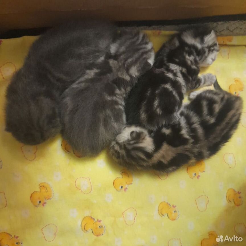 Британские котята