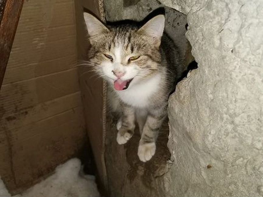 Котятам нужна передержка или дом в добрые руки