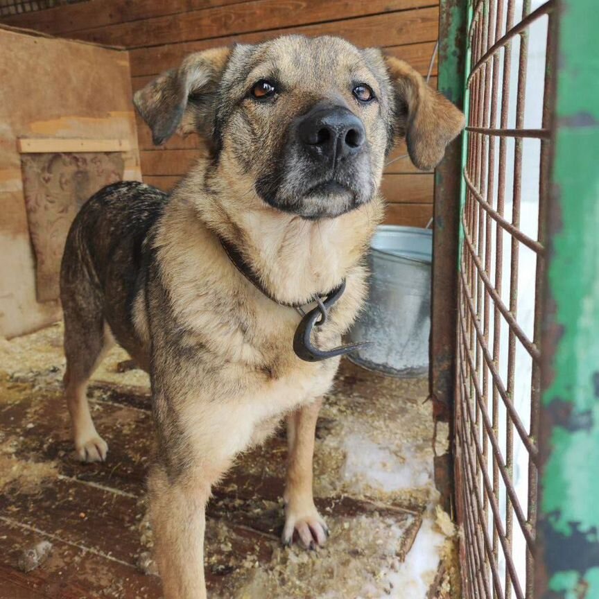 Боня оказалась в приюте