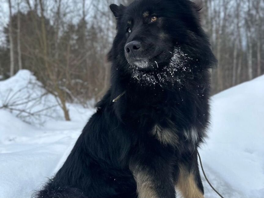 Собака в добрые руки бесплатно