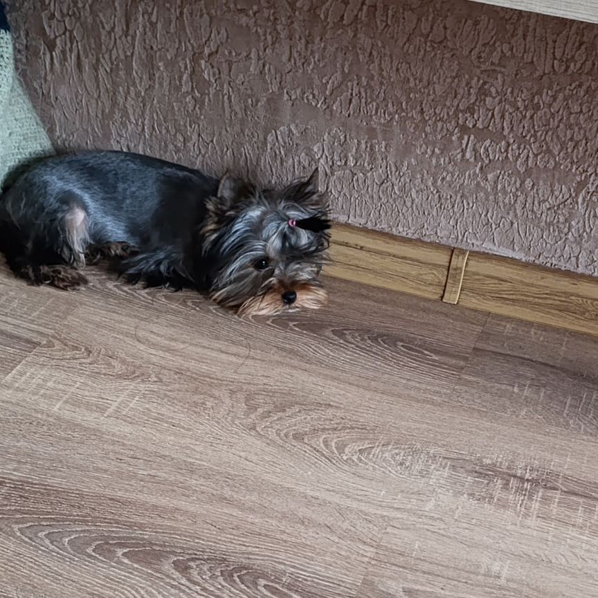 Йоркширский терьер, щенок